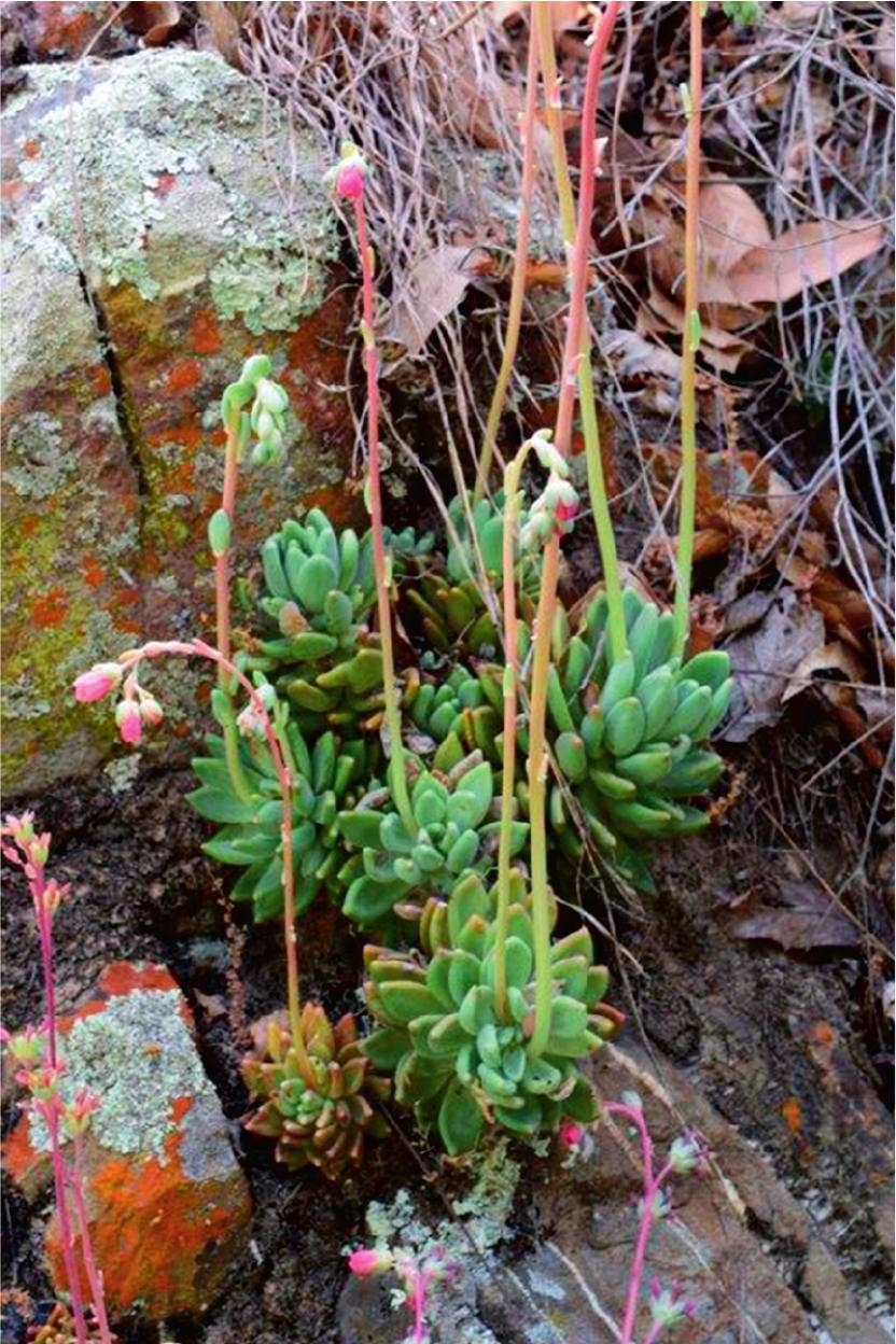 Pachyphytum huastecanum (Crassulaceae), a New Species from the Huasteca ...