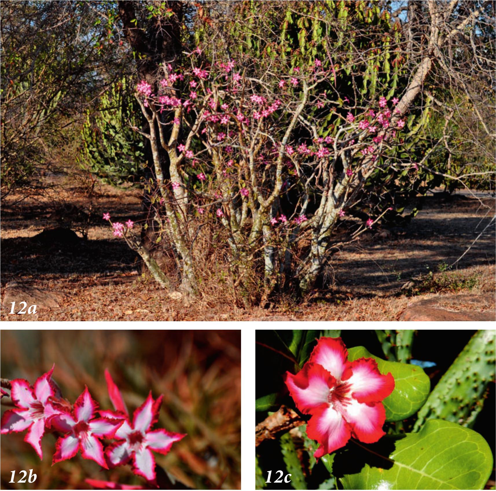 Adenium Taxonomy and Nomenclature: Progress Creates More Questions