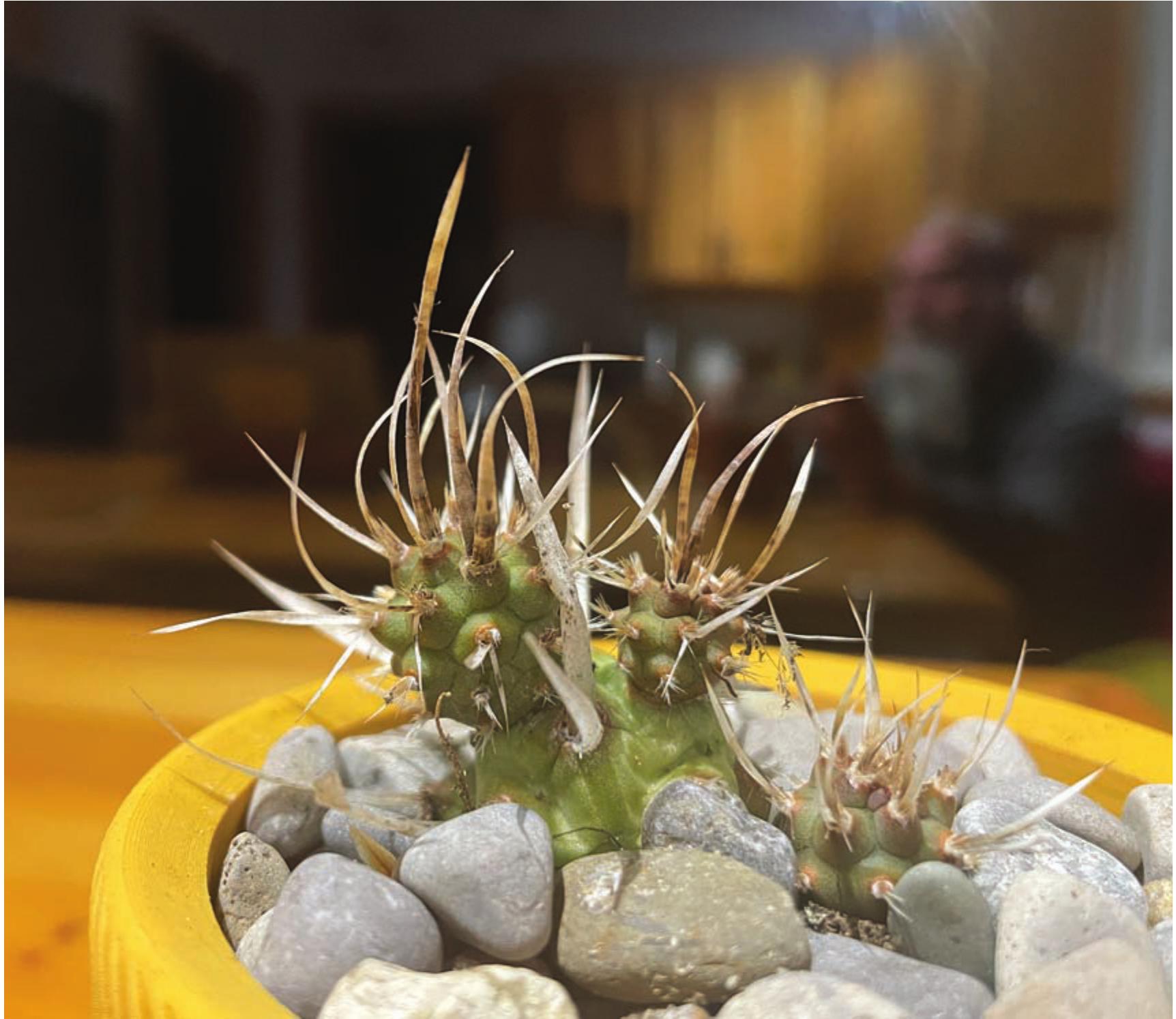 Self-Portrait with Tephrocactus articulatus