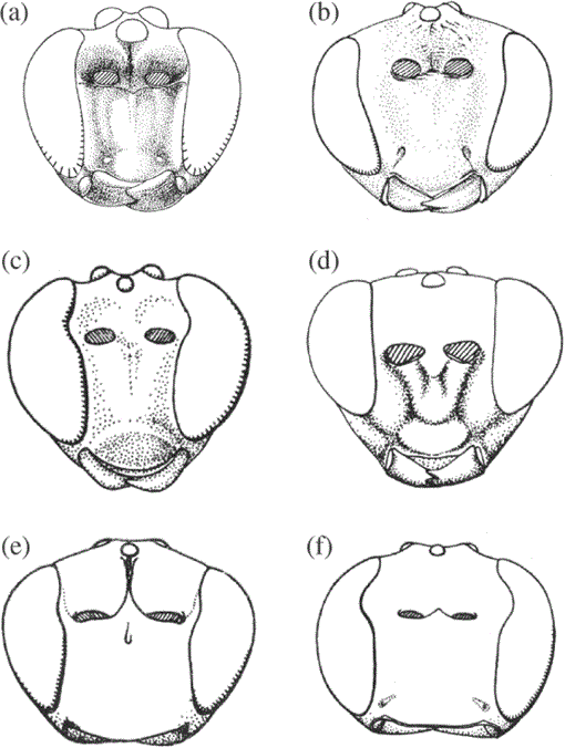 Review and identification keys to the ichneumonid parasitoids ...