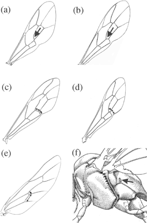Review and identification keys to the ichneumonid parasitoids ...