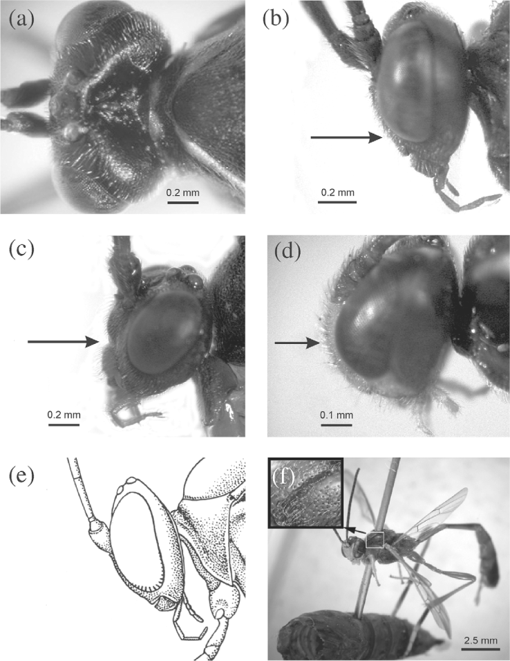 Review and identification keys to the ichneumonid parasitoids ...