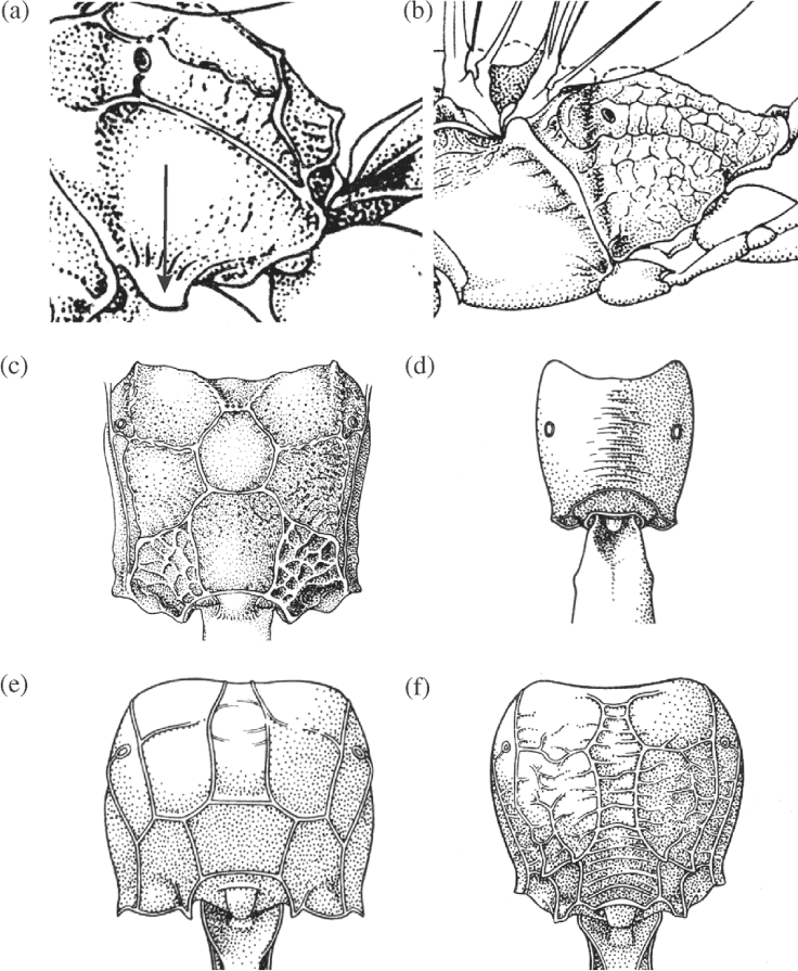 Review and identification keys to the ichneumonid parasitoids ...