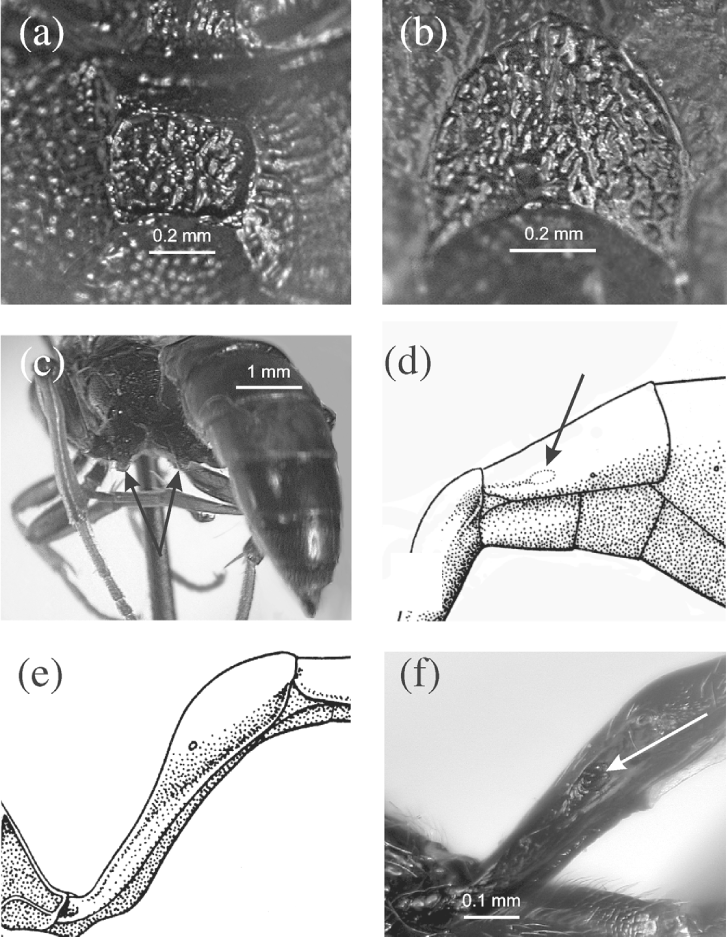 Review and identification keys to the ichneumonid parasitoids ...