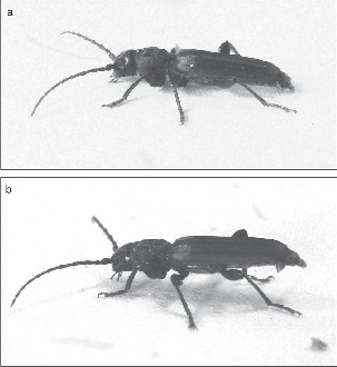 Calling Behavior of Tetropium fuscum (Coleoptera: Cerambycidae ...