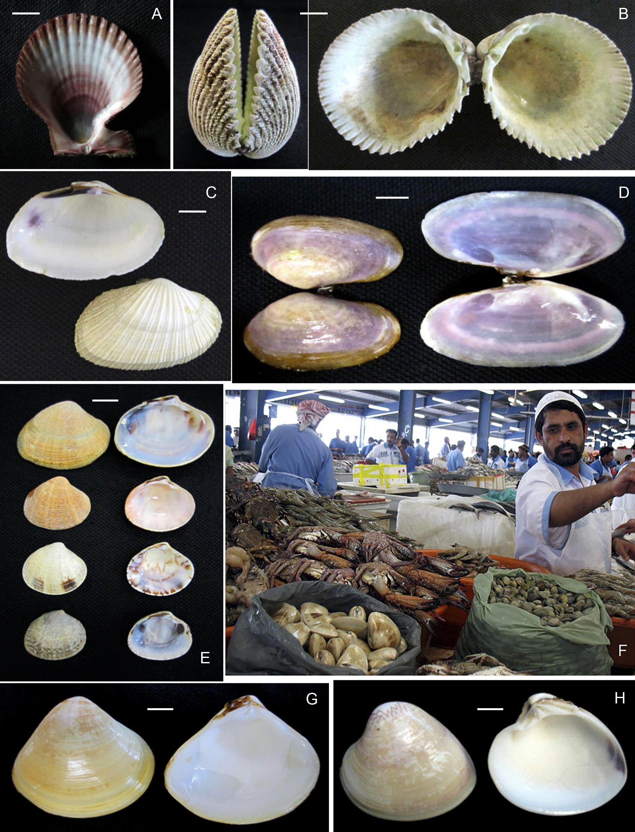 Marine Molluscs in Nearshore Habitats of the United Arab Emirates ...