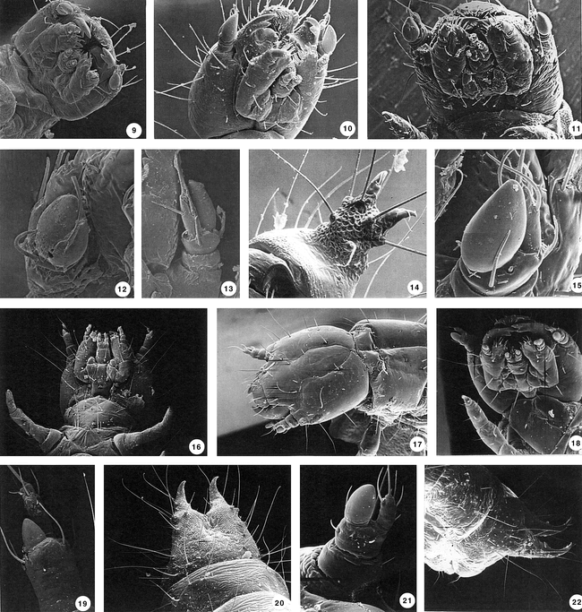 Description of Larvae of the Genus Formicomus Laferté, and Data on the ...