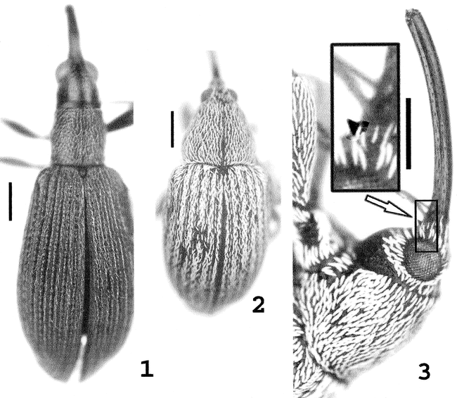 Review of Apioninae of Chile (Coleoptera: Curculionoidea: Apionidae)