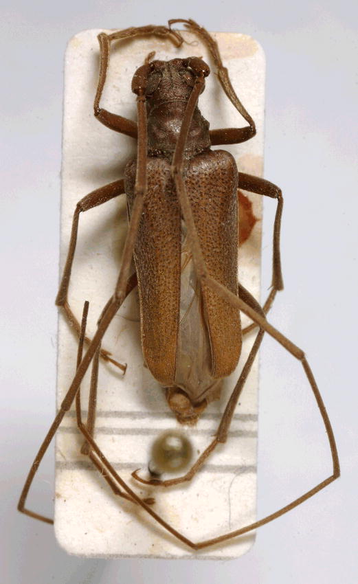 Kudekanye A New Genus of Longhorned Beetle (Coleoptera: Cerambycidae ...