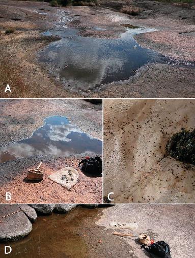 Discovery of the Skiff Beetle Genus Yara Reichardt and Hinton ...