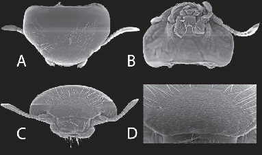 Discovery of the Skiff Beetle Genus Yara Reichardt and Hinton ...