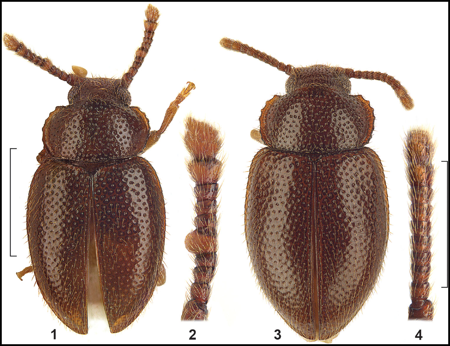 Antennoluprops triplehorni Schawaller and Aalbu (Coleoptera ...