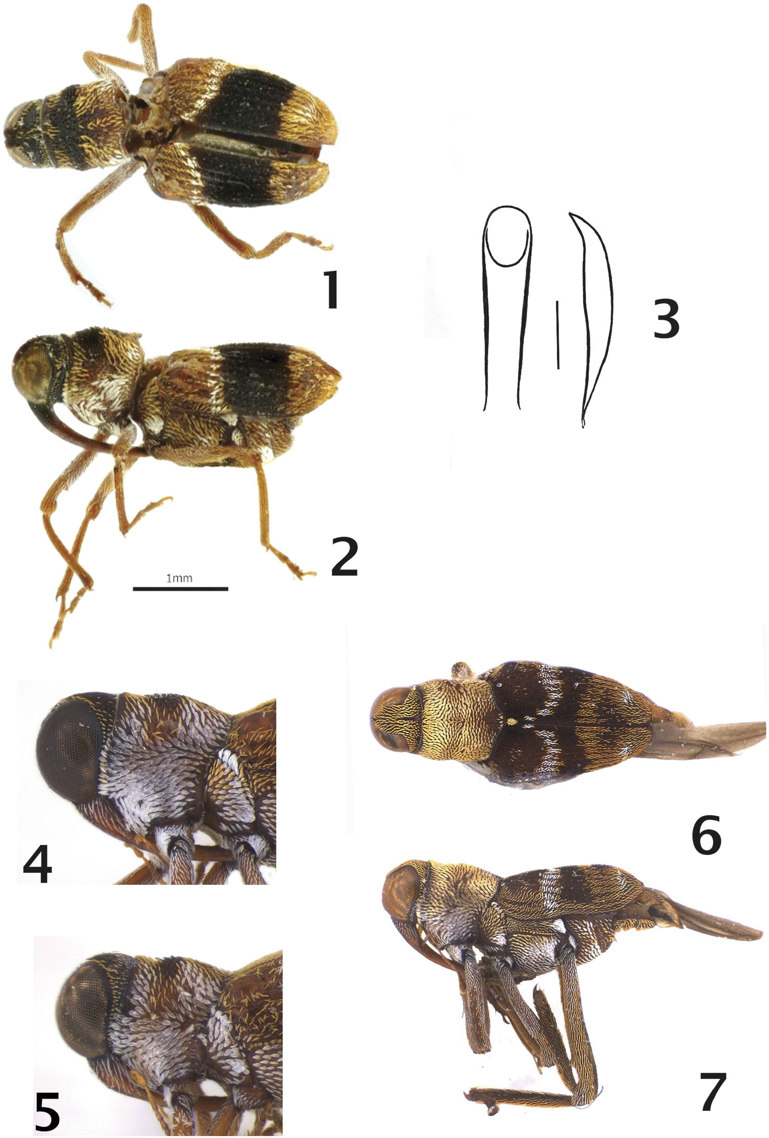 A Review of Microzygops Champion, 1906 (Coleoptera: Curculionidae ...