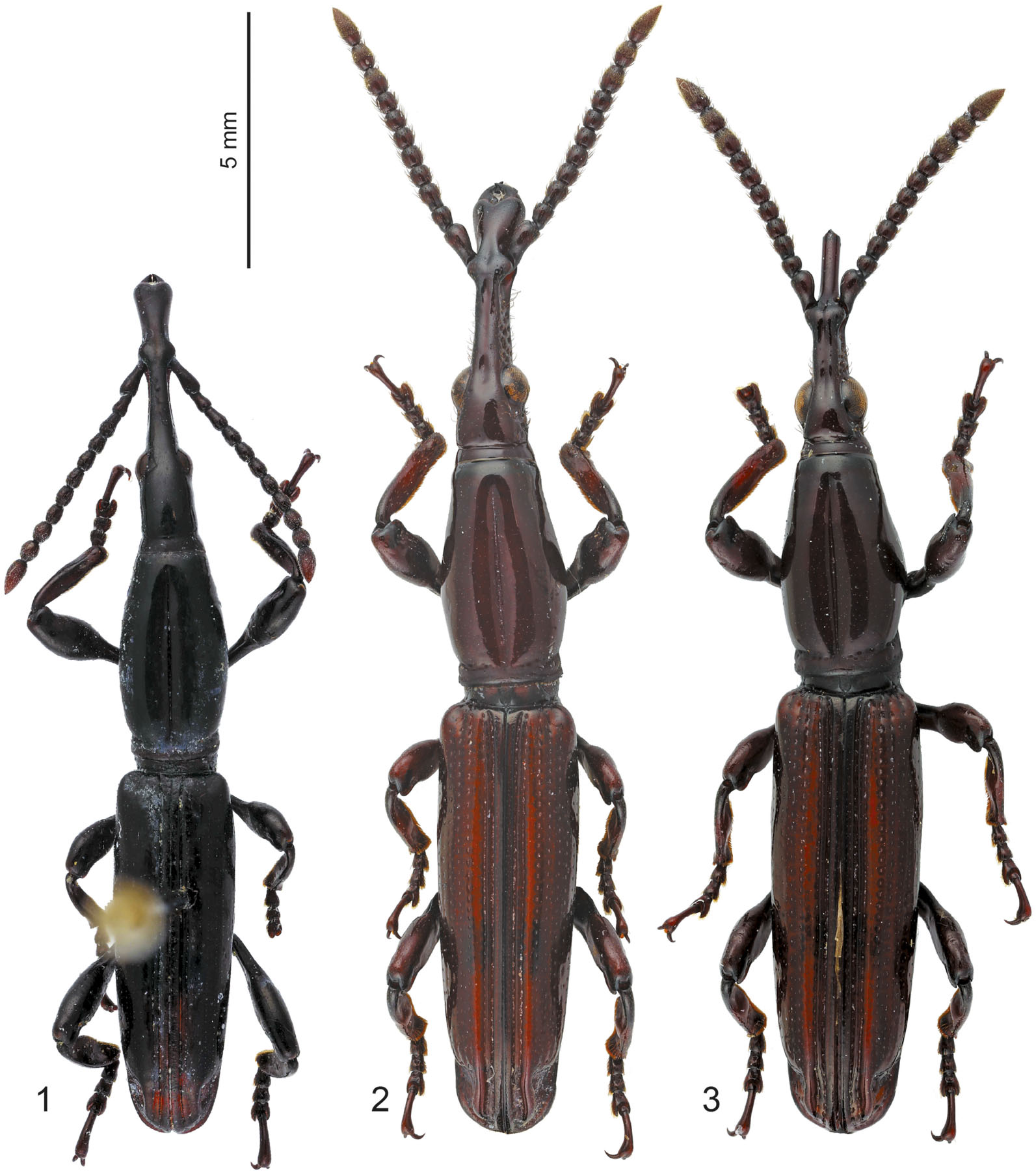 Two New Species of Neacratus Alonso-Zarazaga, Lyal, Sforzi, and ...