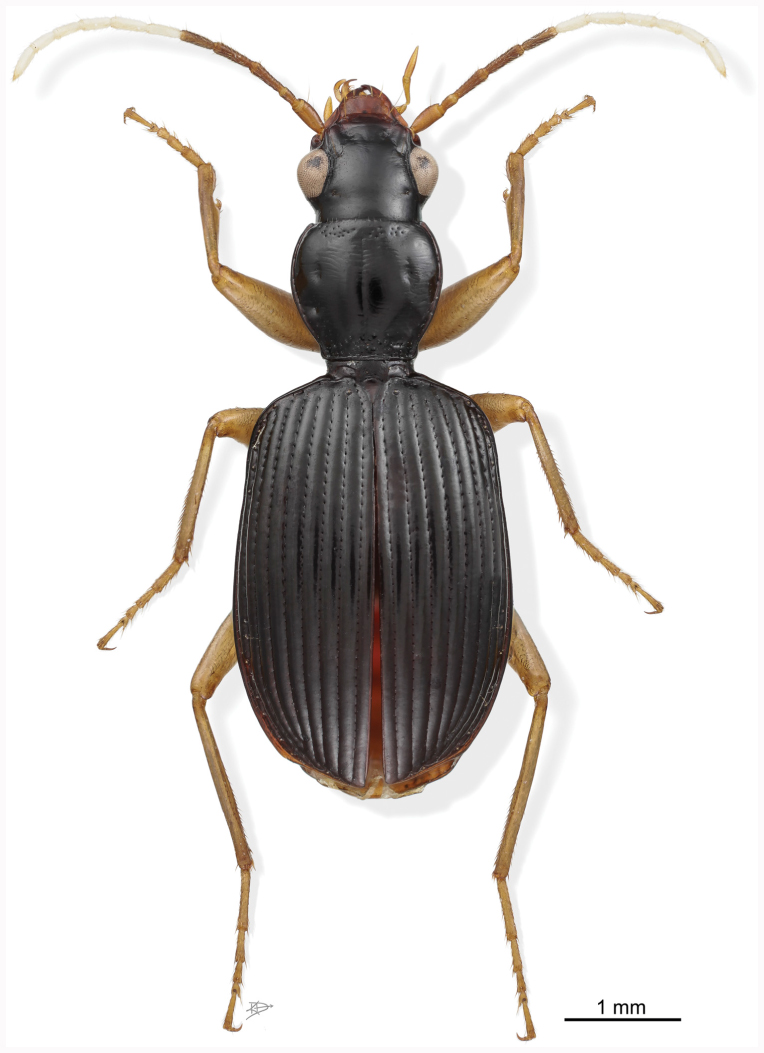 Nomenclatural Changes in the Lachnophorini (Coleoptera: Carabidae) of ...
