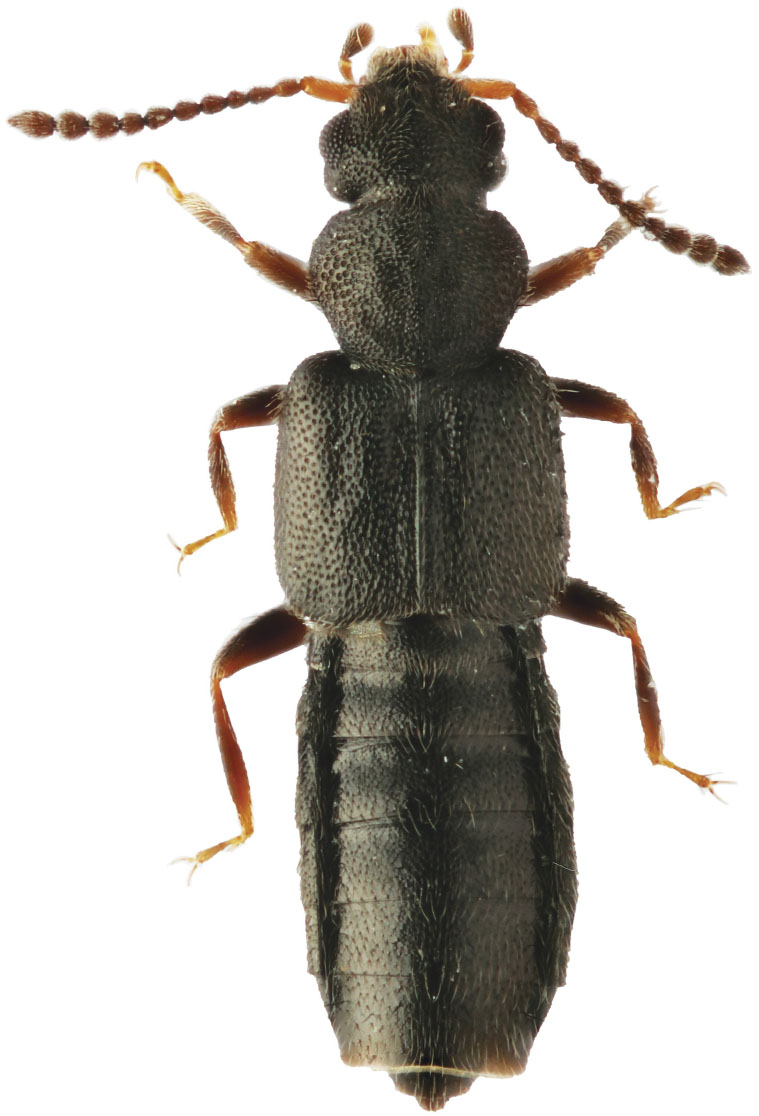 Description of a New Species of Carpelimus Leach (Coleoptera ...