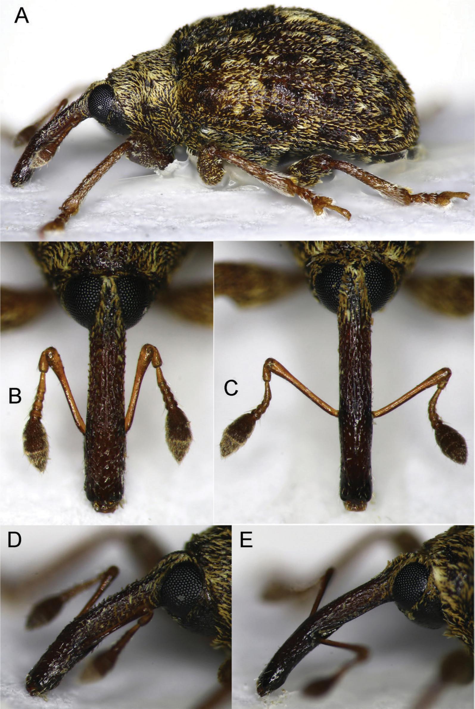 Two Species of Cionus Clairville (Coleoptera: Curculionidae) New for ...