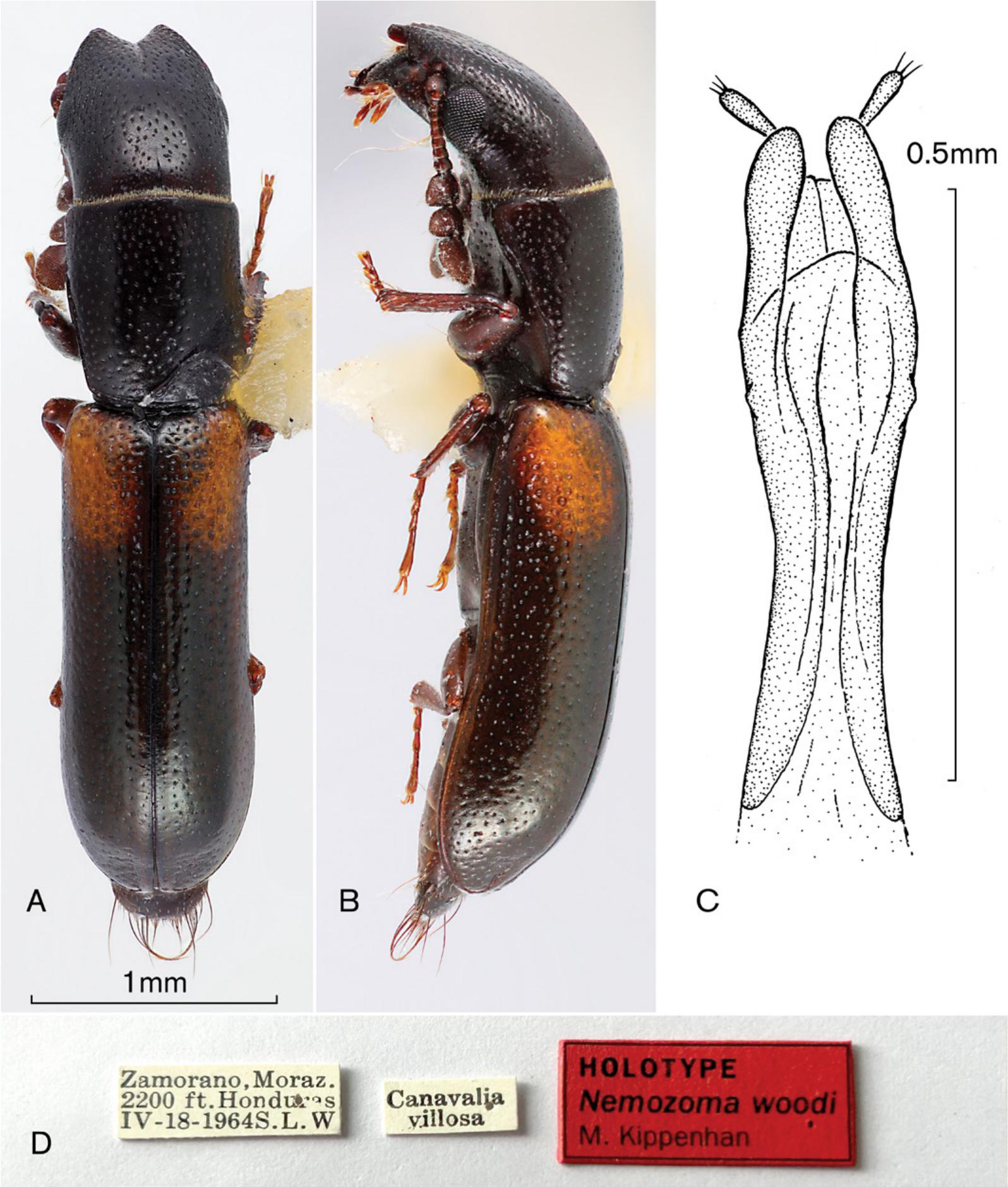 A New Species of Nemozoma Latreille (Coleoptera: Cleroidea ...