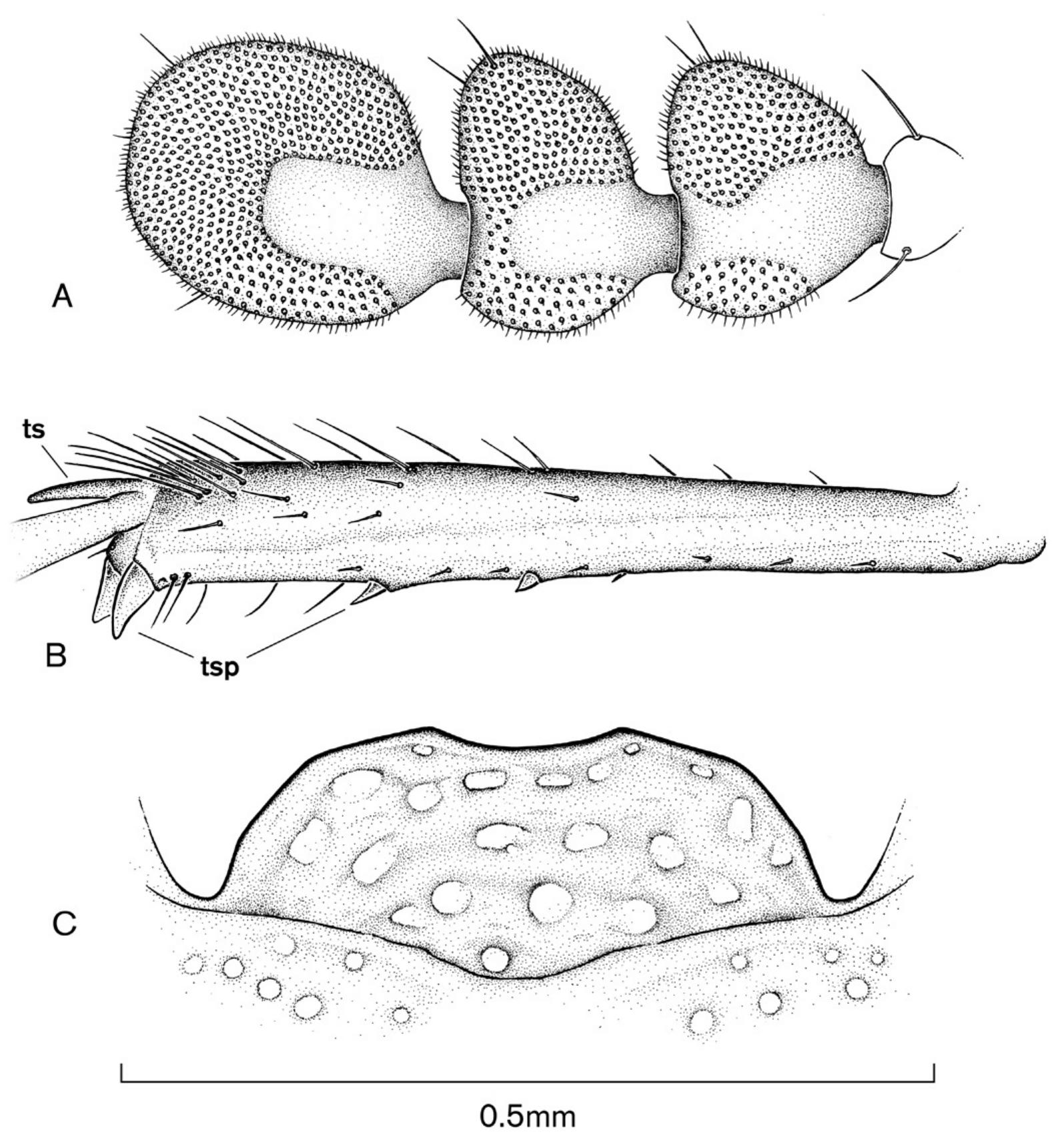 A New Species of Nemozoma Latreille (Coleoptera: Cleroidea ...