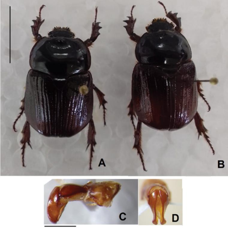 Identification and Description of Antennal Sensilla of Bothynus medon ...