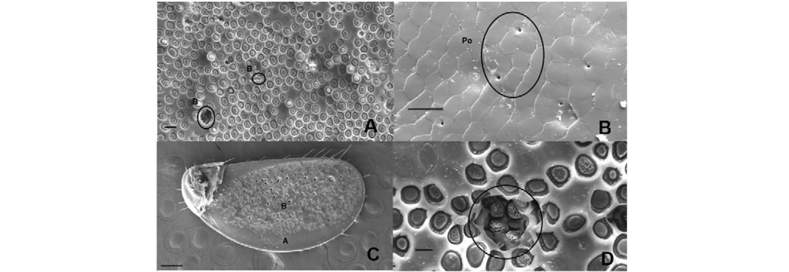 Identification and Description of Antennal Sensilla of Bothynus medon ...