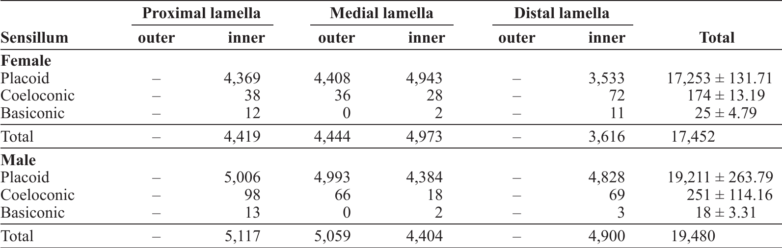 Identification and Description of Antennal Sensilla of Bothynus medon ...