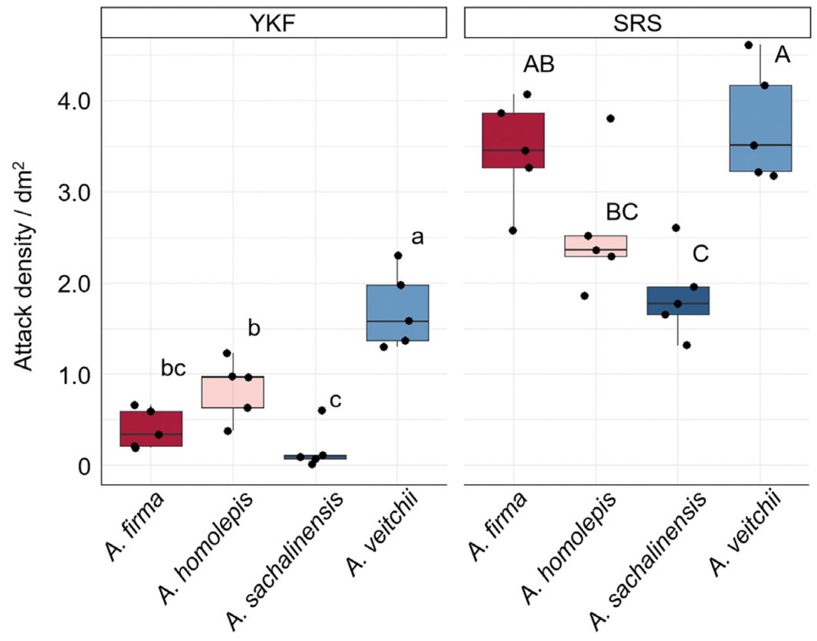 Host Preferences of the Bark Beetle Polygraphus proximus Blandford ...