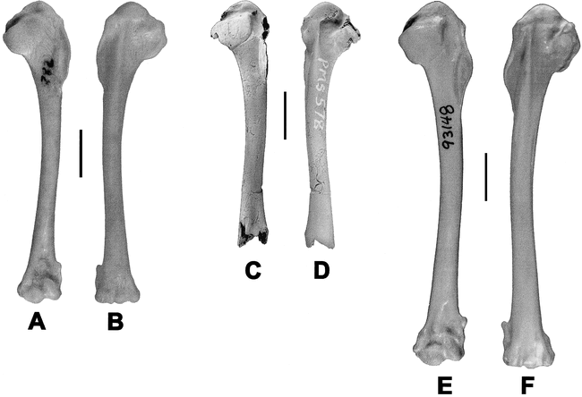 A NEW SPECIES OF LATE PLEISTOCENE LAPWING FROM RANCHO LA BREA, CALIFORNIA