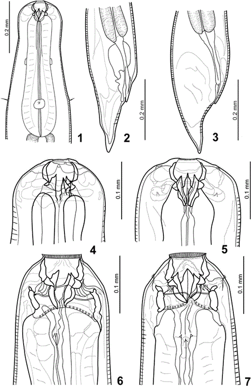 Morphology and Diagnosis of Fourth-Stage Larvae of Tridentoinfundibulum ...