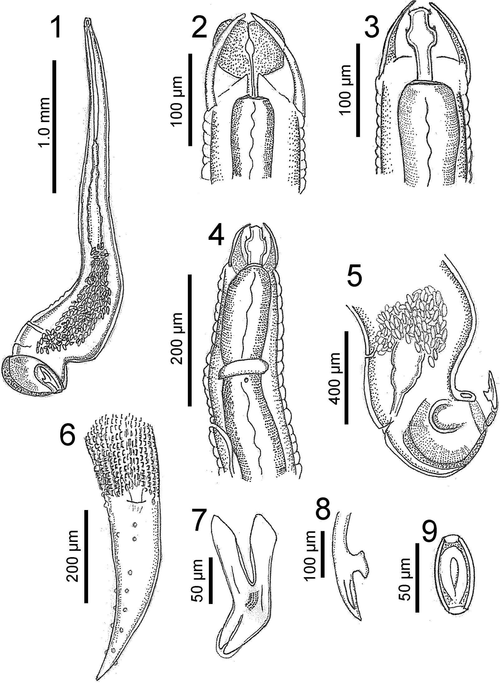 A New Species of Hedruris (Nematoda: Hedruridae) from the Australian ...