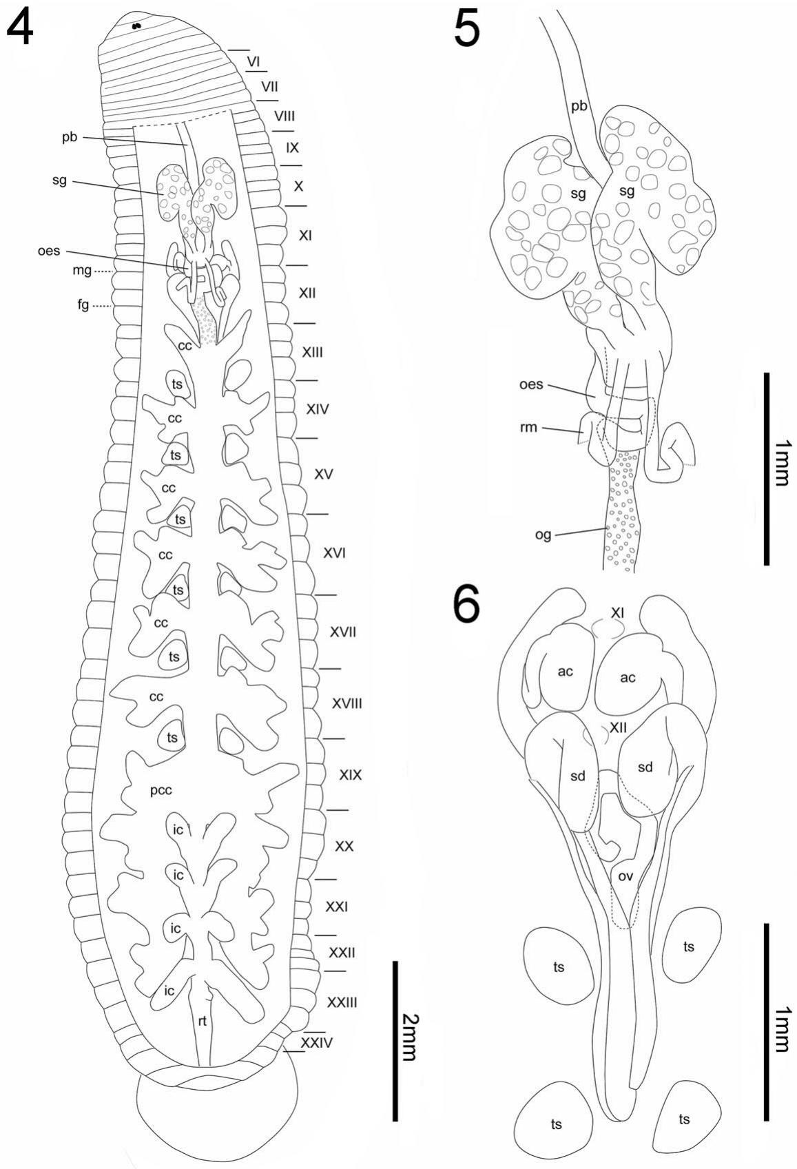 First Record of Orientobdelloides tridens (Hirudinea: Glossiphoniidae ...
