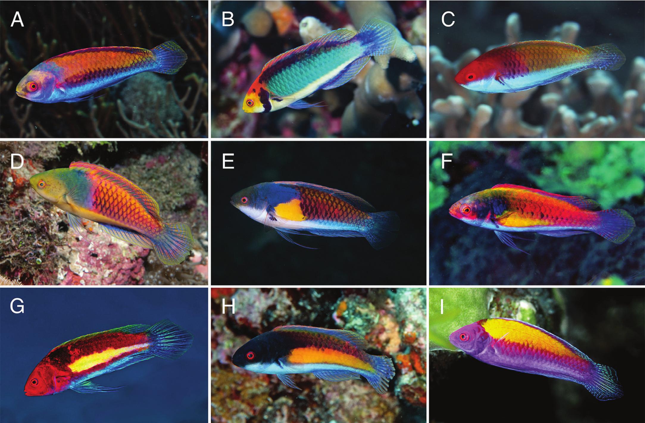 Redescription of Cirrhilabrus solorensis Bleeker, with Description of ...