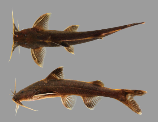 Catfishes of the Genus Glyptothorax (Siluriformes: Sisoridae) in the ...