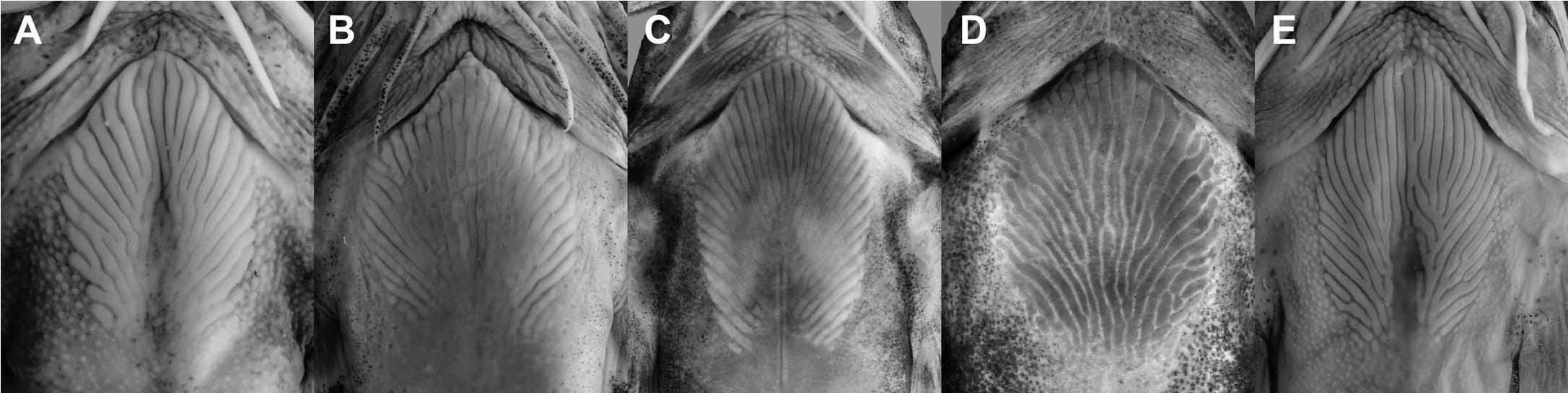 Catfishes of the Genus Glyptothorax (Siluriformes: Sisoridae) in the ...