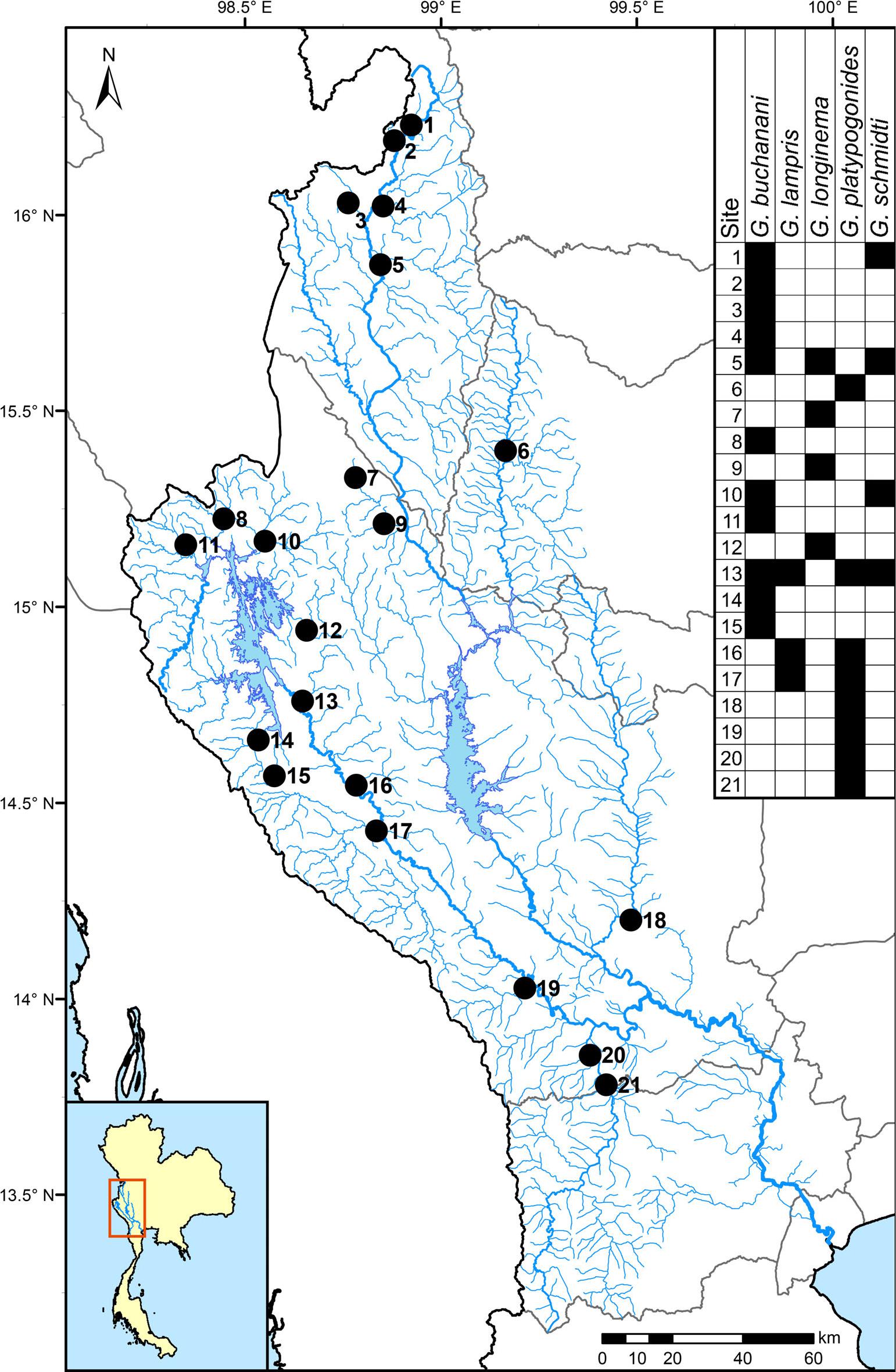 Catfishes of the Genus Glyptothorax (Siluriformes: Sisoridae) in the ...