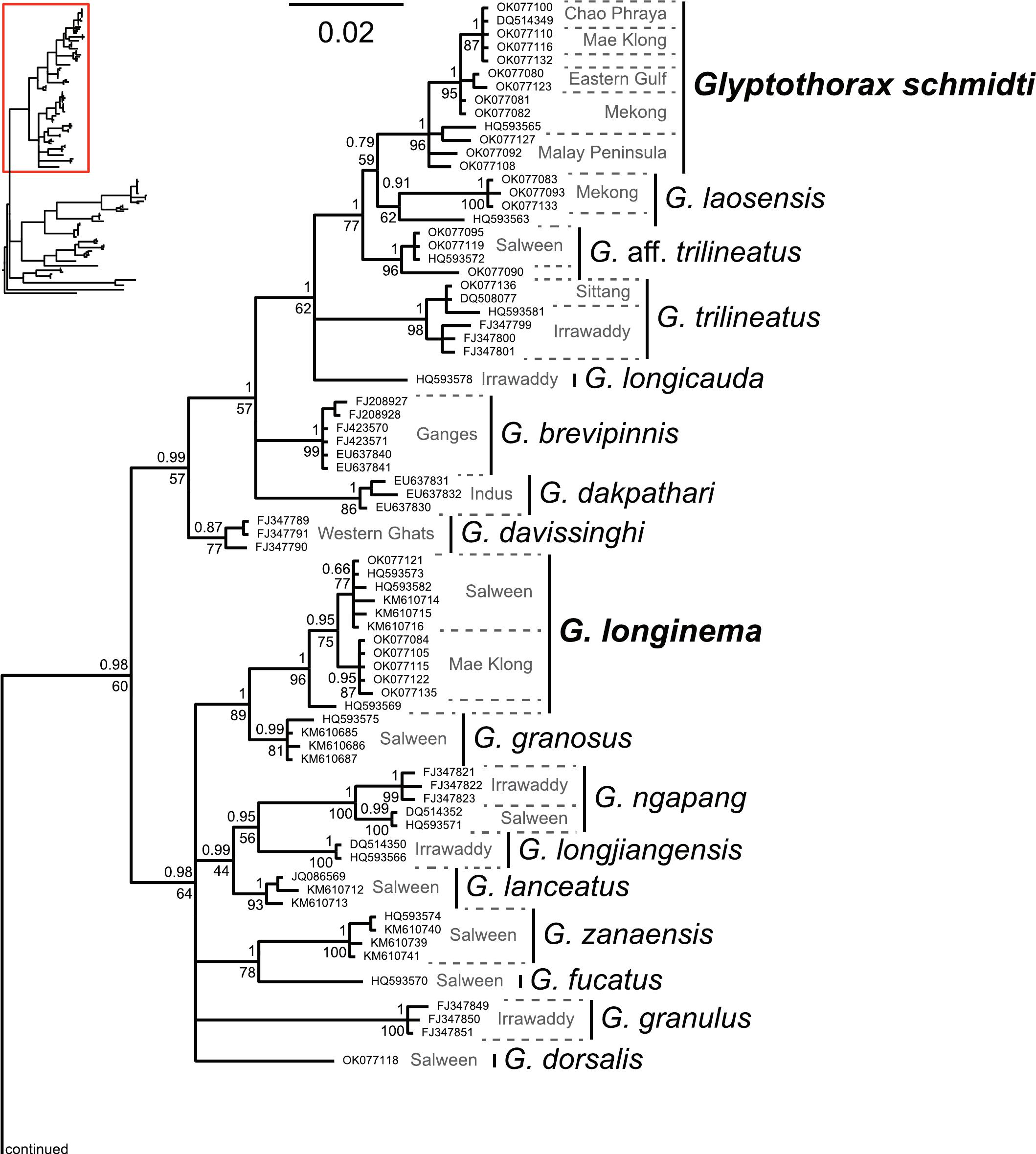 Catfishes of the Genus Glyptothorax (Siluriformes: Sisoridae) in the ...