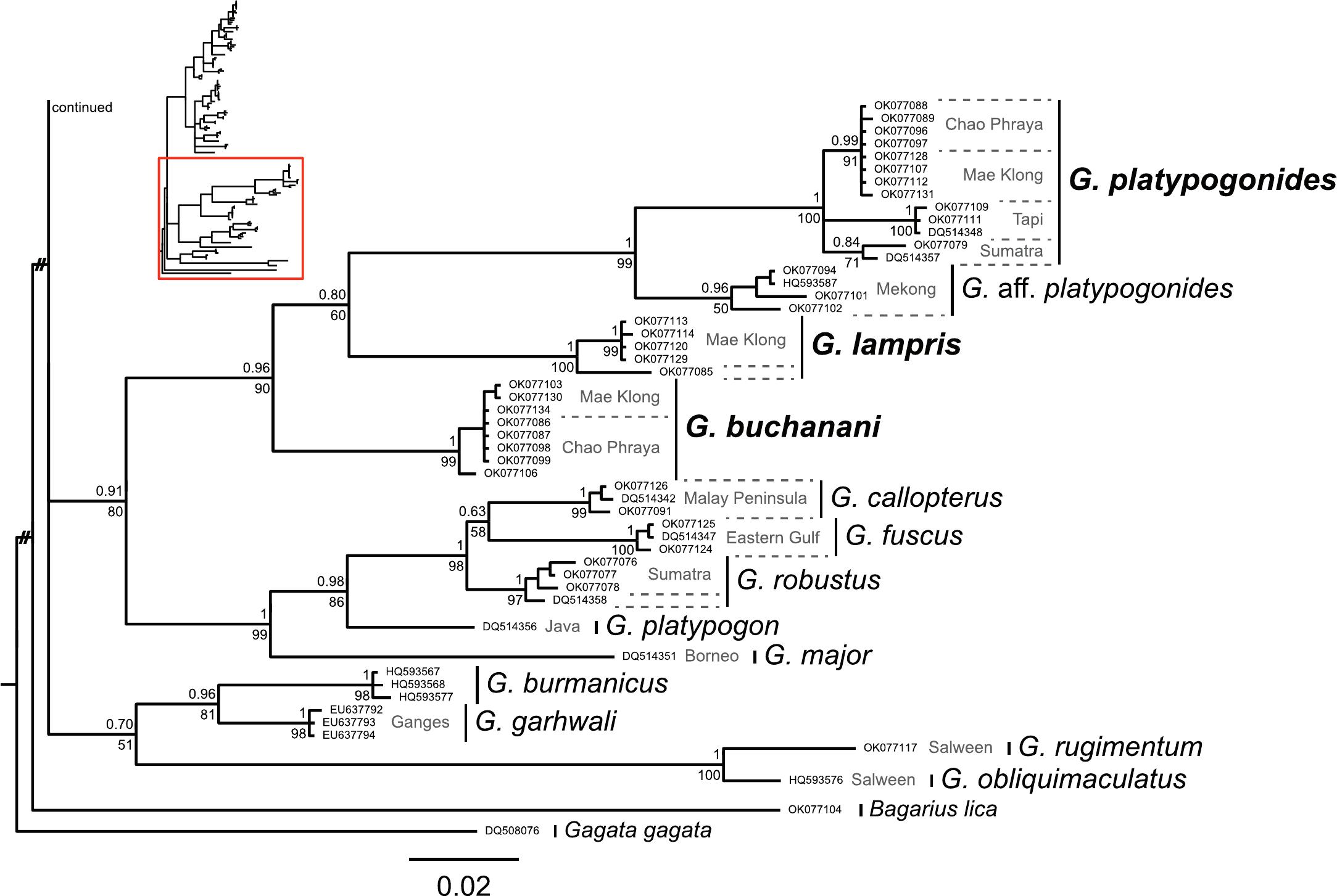 Catfishes of the Genus Glyptothorax (Siluriformes: Sisoridae) in the ...
