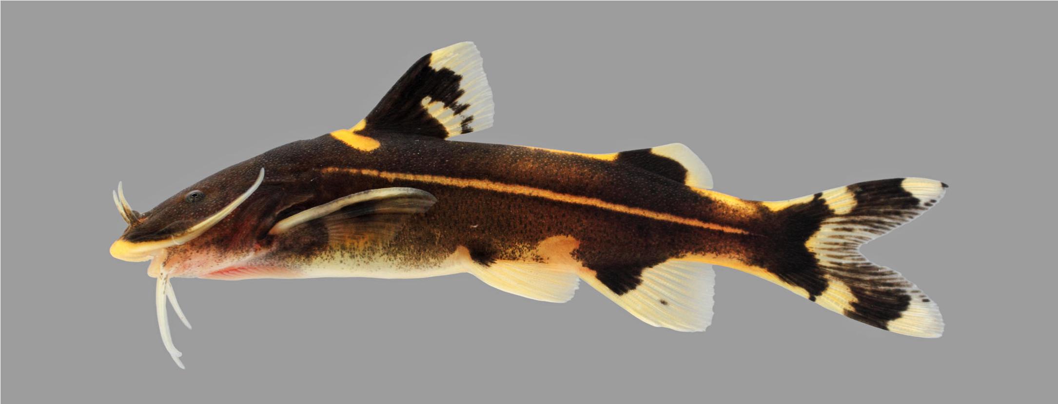 Catfishes of the Genus Glyptothorax (Siluriformes: Sisoridae) in the ...