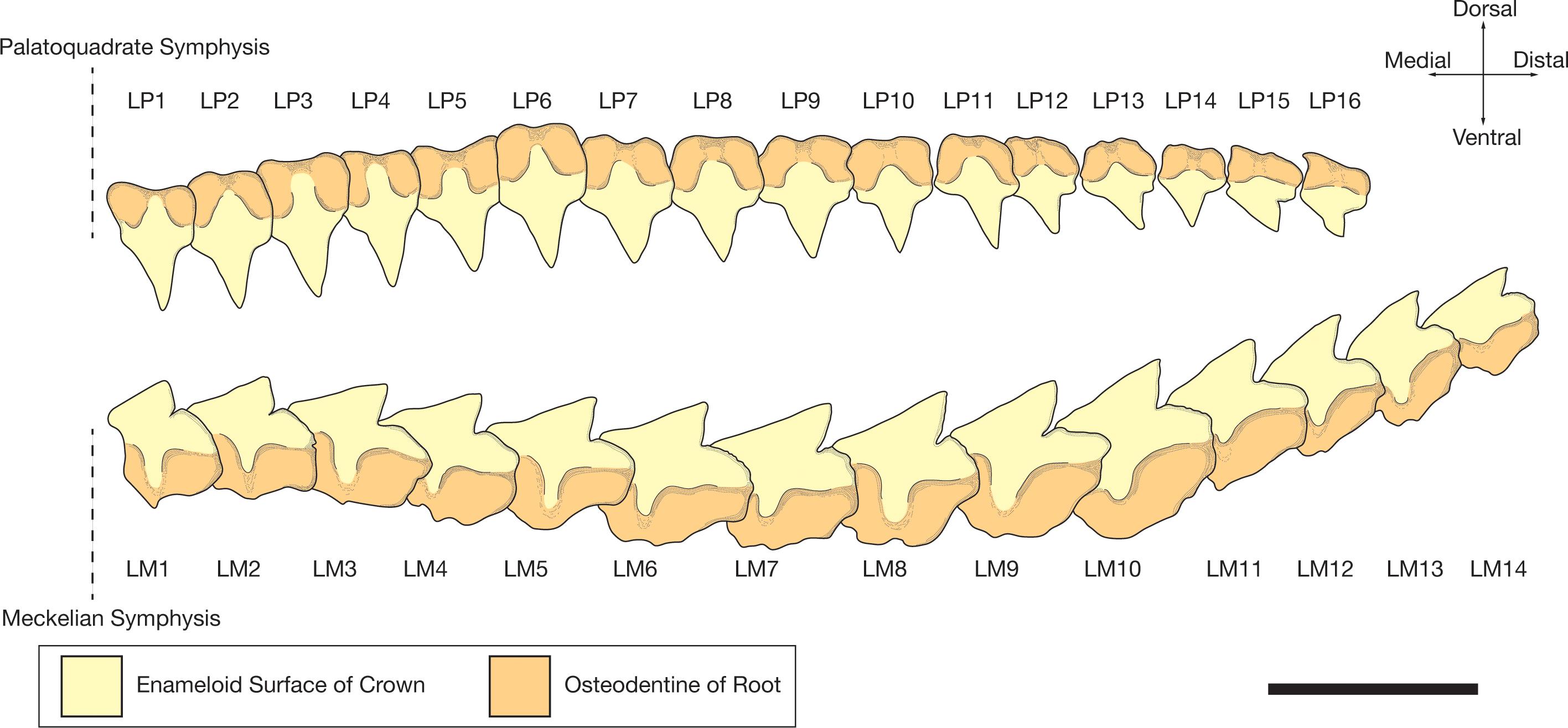 Tooth Microstructure and Replacement in the Gulper Shark, Centrophorus ...