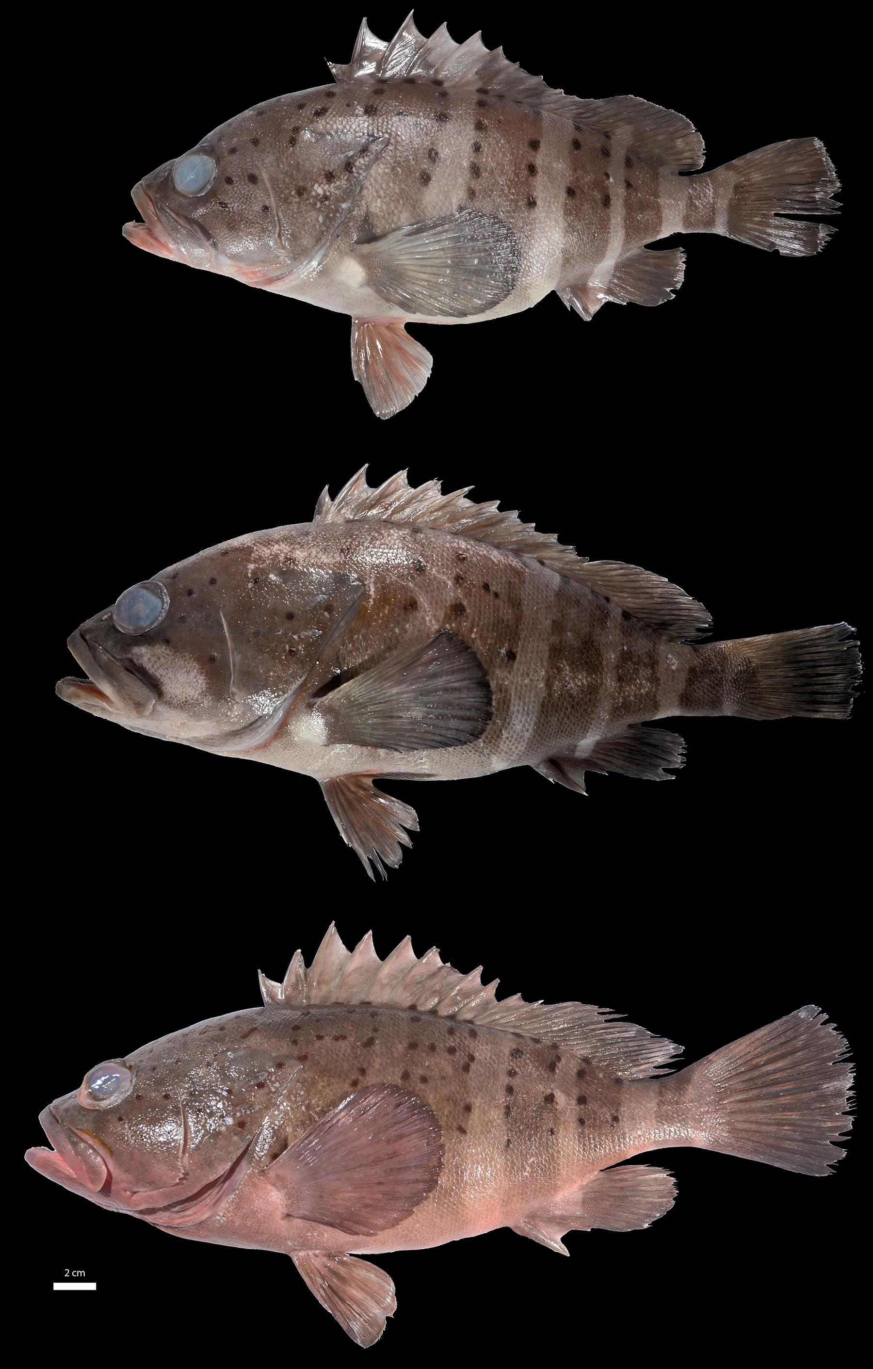 A New Species of Grouper (Epinephelus; Epinephelidae) from the Indo-Pacific