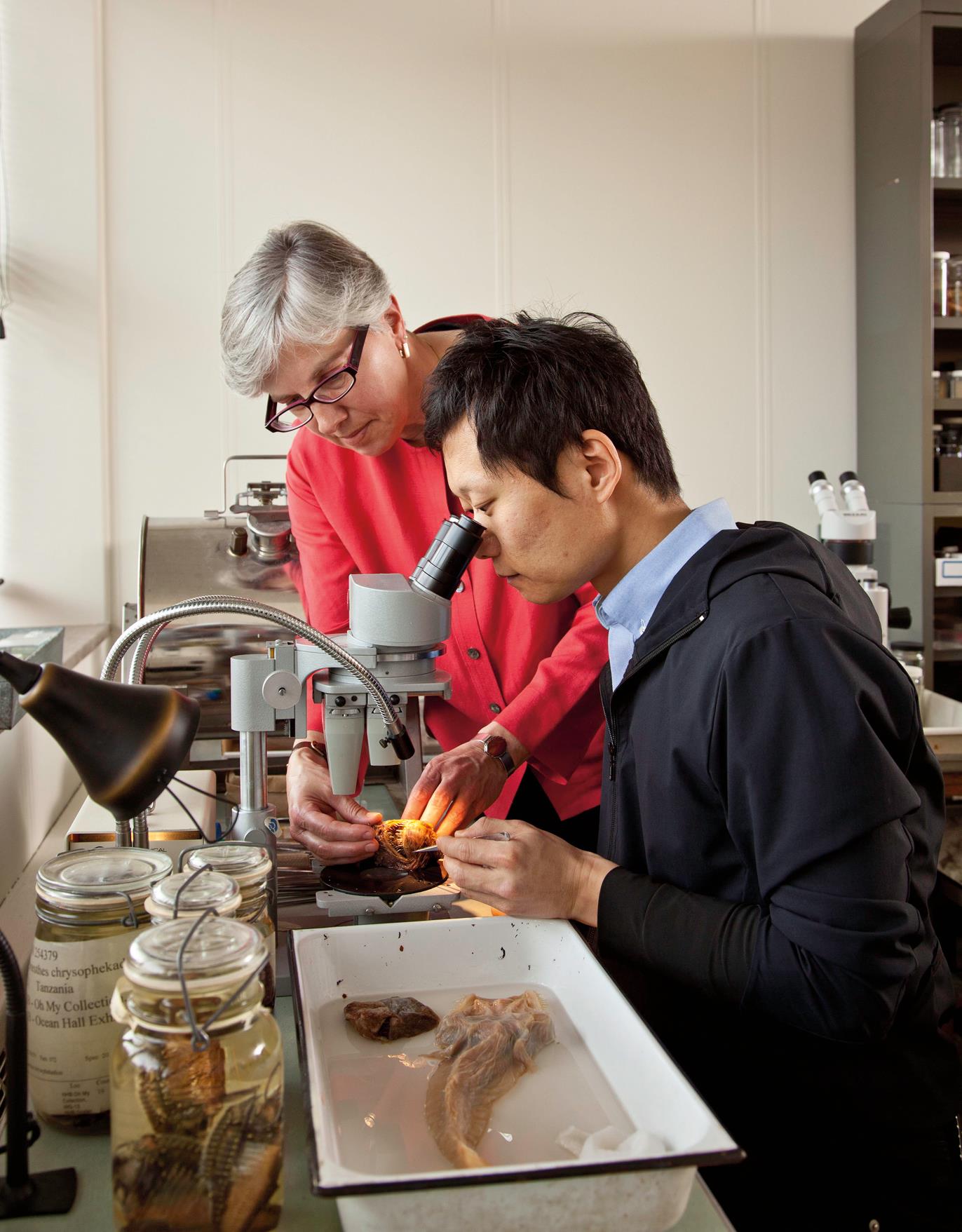 The American Society of Ichthyologists and Herpetologists at 100 ...