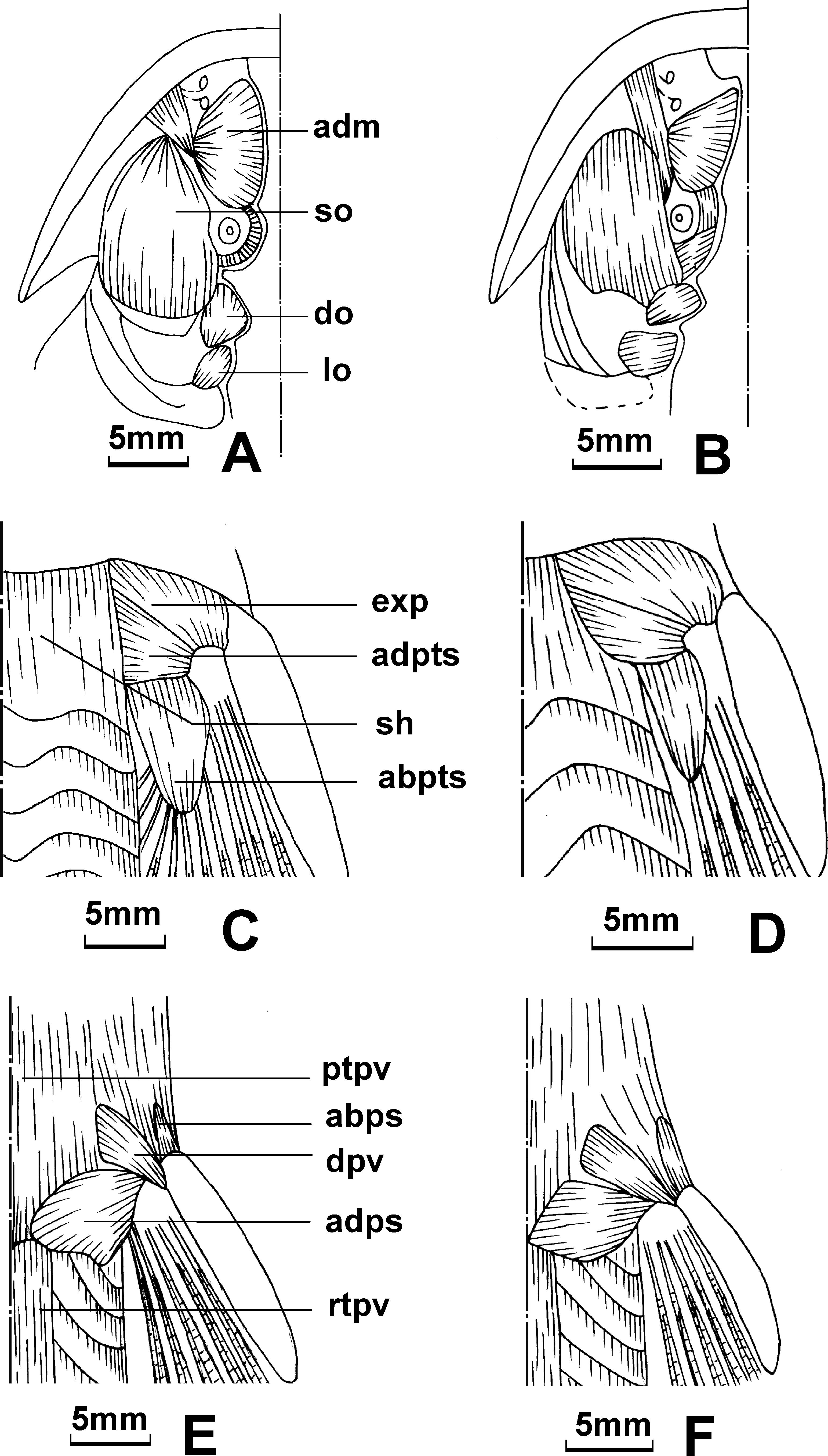 A New Genus of Glyptosternine Catfish (Siluriformes: Sisoridae) with ...