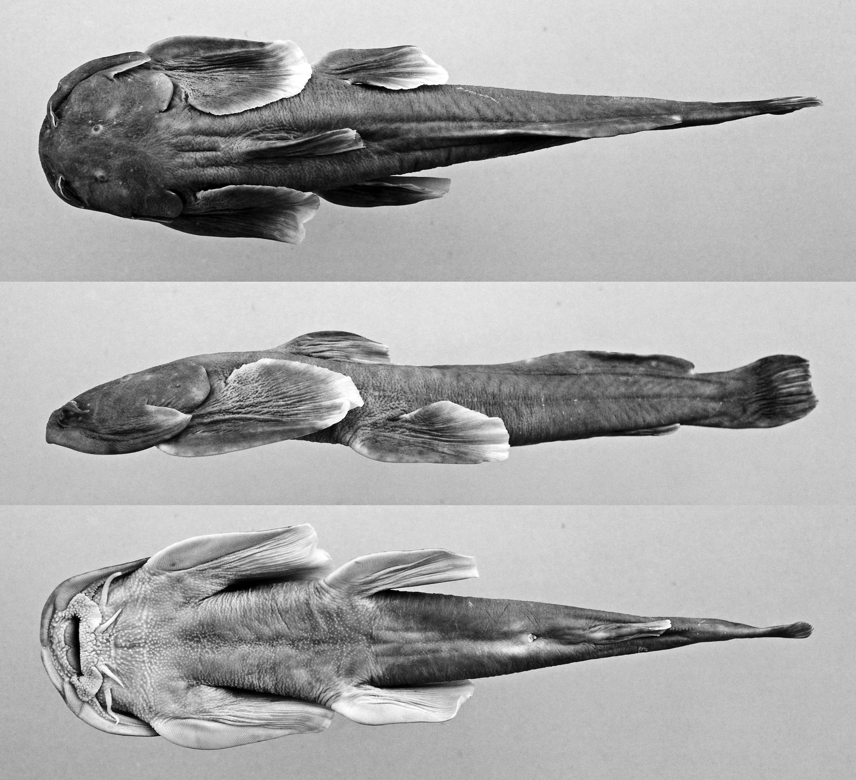 A New Genus of Glyptosternine Catfish (Siluriformes: Sisoridae) with ...