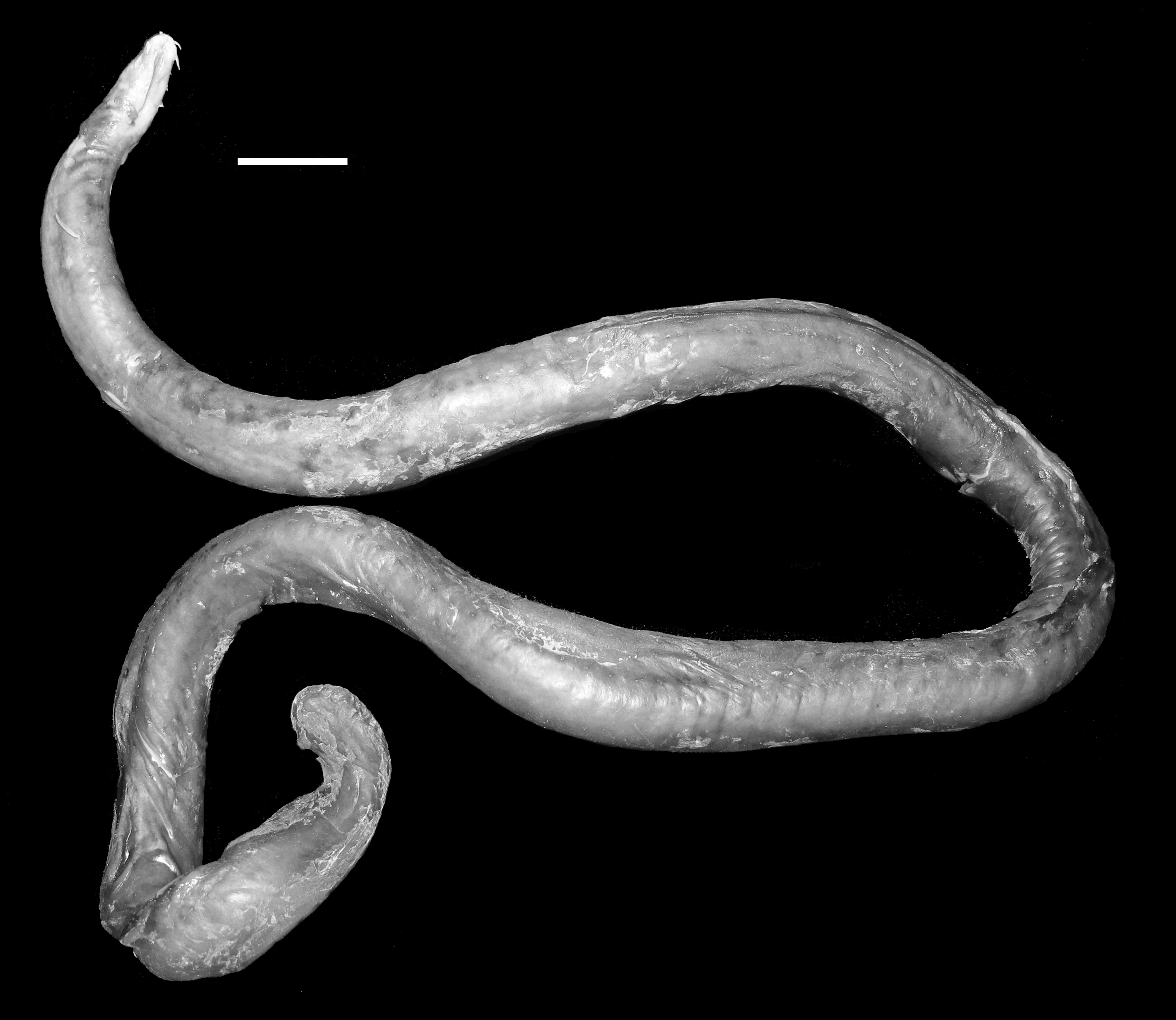A New Species of Hagfish (Myxinidae: Eptatretus) from the Colombian ...