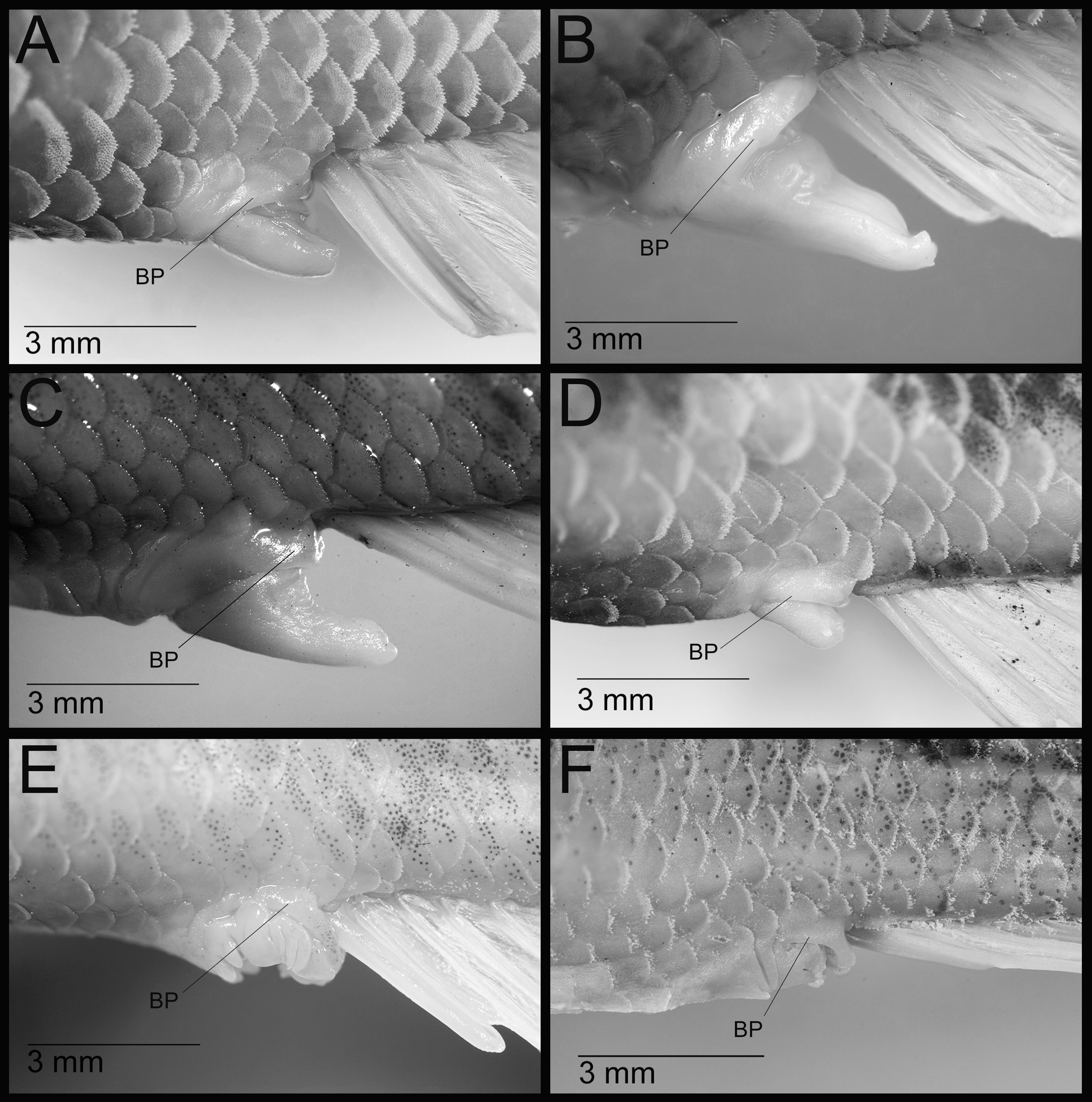 Comparative Morphology and Evolution of Genital Papillae in a Genus of ...
