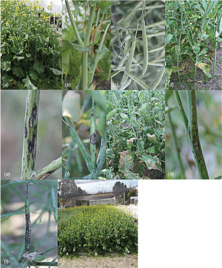 Role of foliage component and host age on severity of Alternaria leaf ...