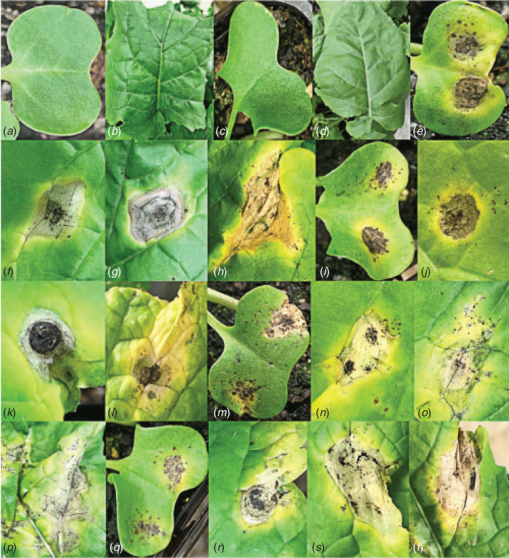 Role of foliage component and host age on severity of Alternaria leaf ...