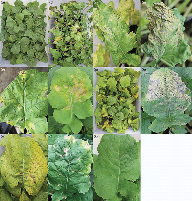 Relative host resistance to Alternaria leaf spot in canola and mustard ...