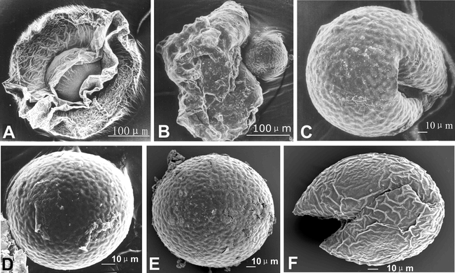 Extant Clam Shrimp Egg Morphology: Taxonomy and Comparison with Other ...