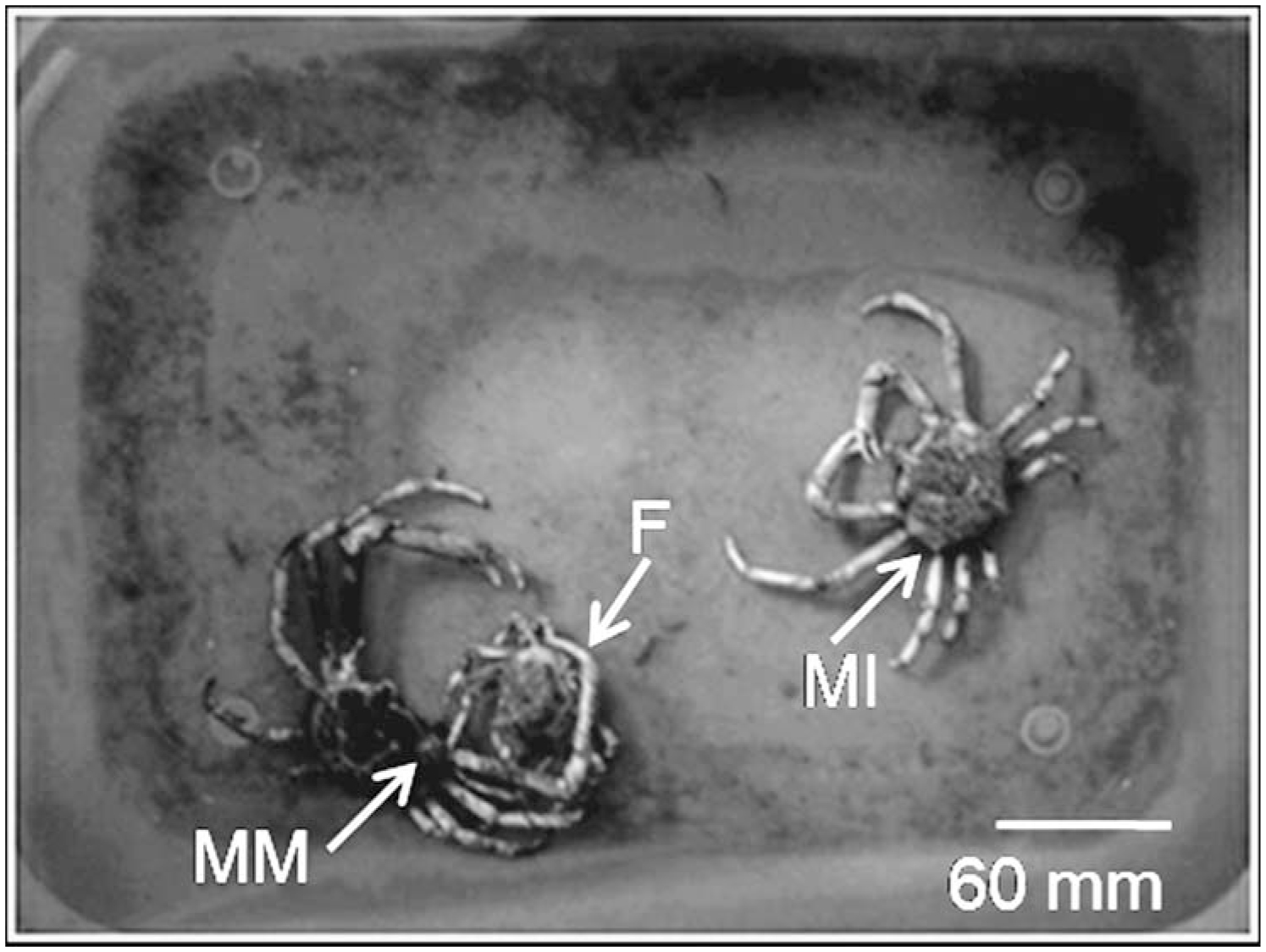 Comparison of Mating Behavior and Copulation in Male Morphotypes of the ...